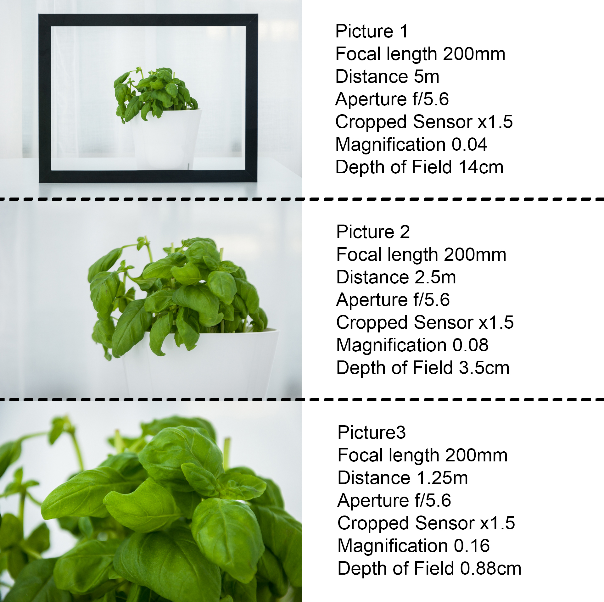DoF and Subject Magnification | Portrait Photographer based in ...